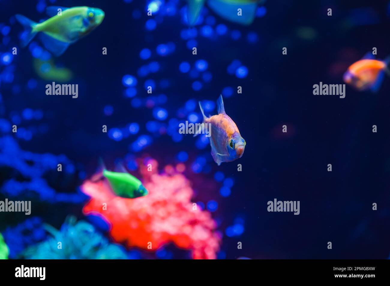 A flock of beautiful neon glowing fish in a dark aquarium with neon ...