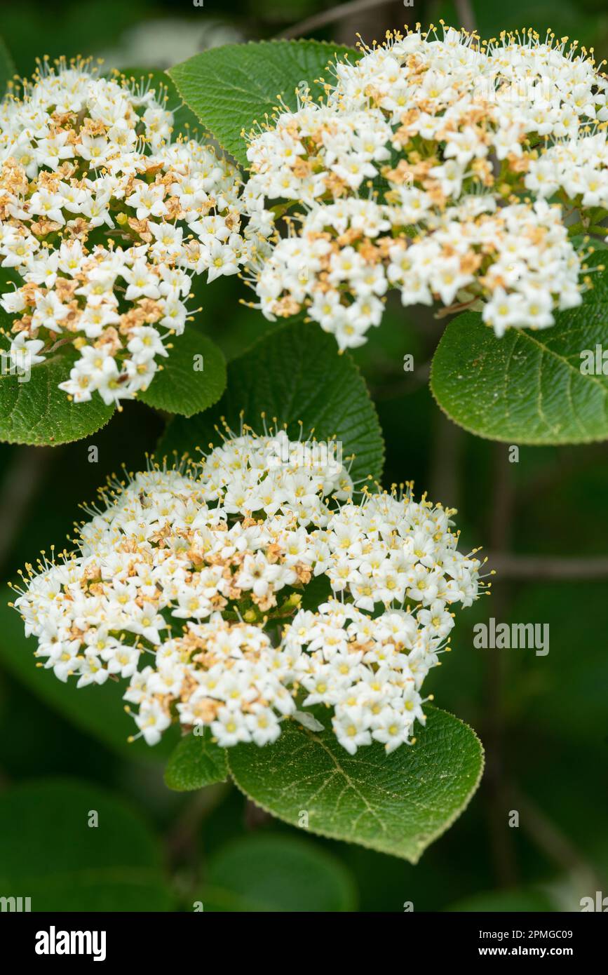 Italy, Lombardy, Wayfaring Tree, Viburnum Lantana, Flowers Stock Photo ...