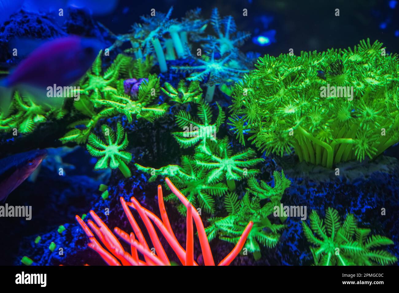 A flock of beautiful neon glowing fish in a dark aquarium with neon ...