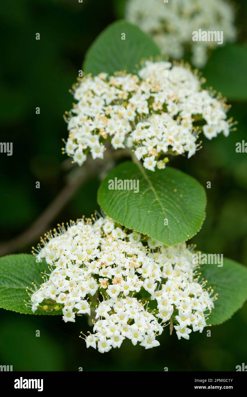 Italy, Lombardy, Wayfaring Tree, Viburnum Lantana, Flowers Stock Photo ...