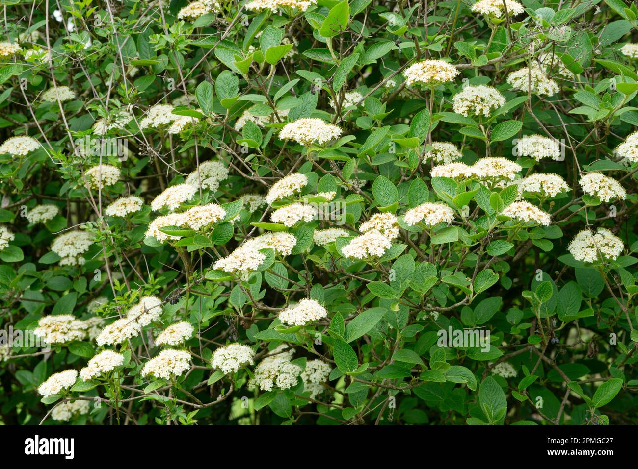 Italy, Lombardy, Wayfaring Tree, Viburnum Lantana, Flowers Stock Photo ...