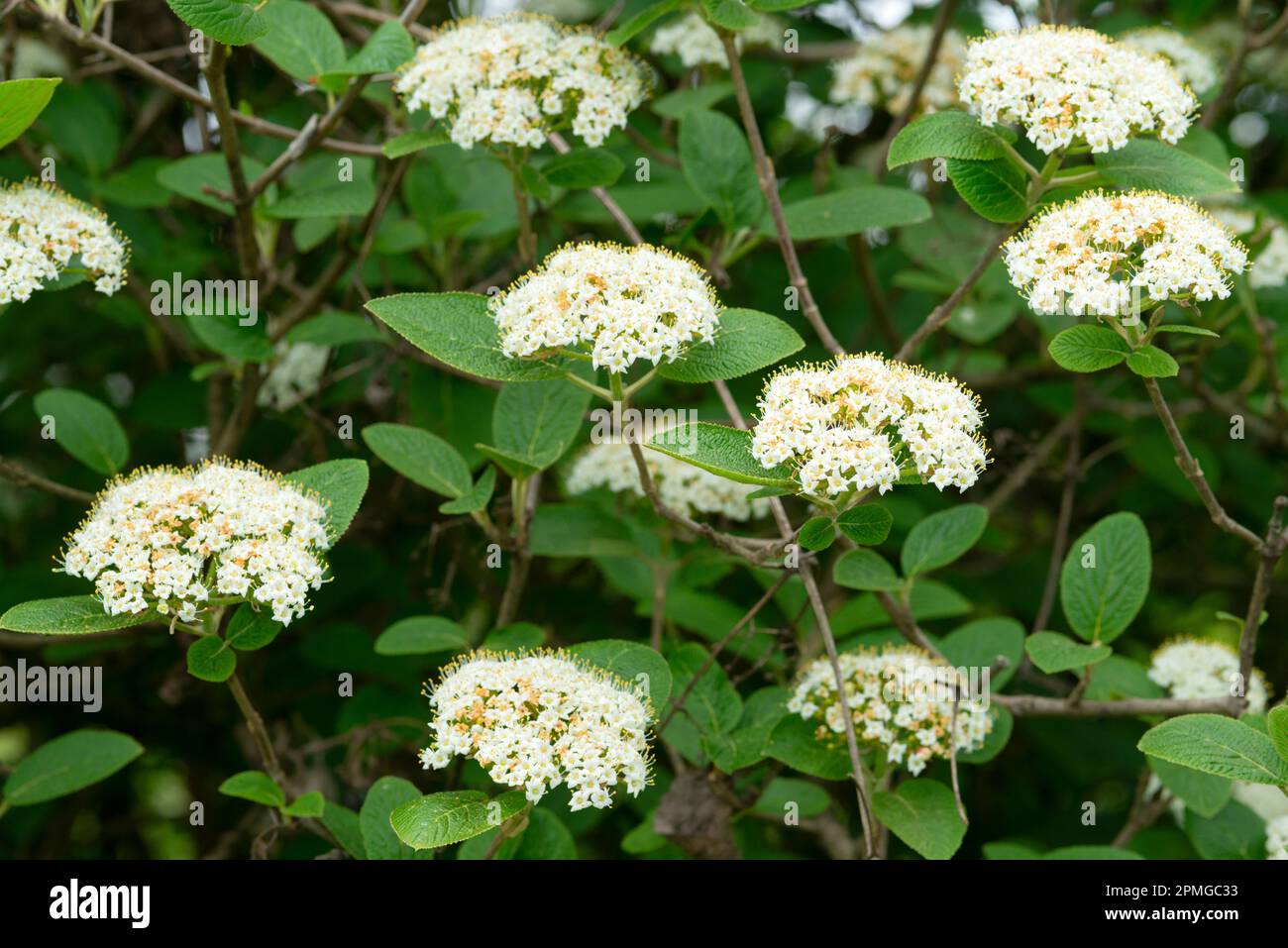 Italy, Lombardy, Wayfaring Tree, Viburnum Lantana, Flowers Stock Photo ...
