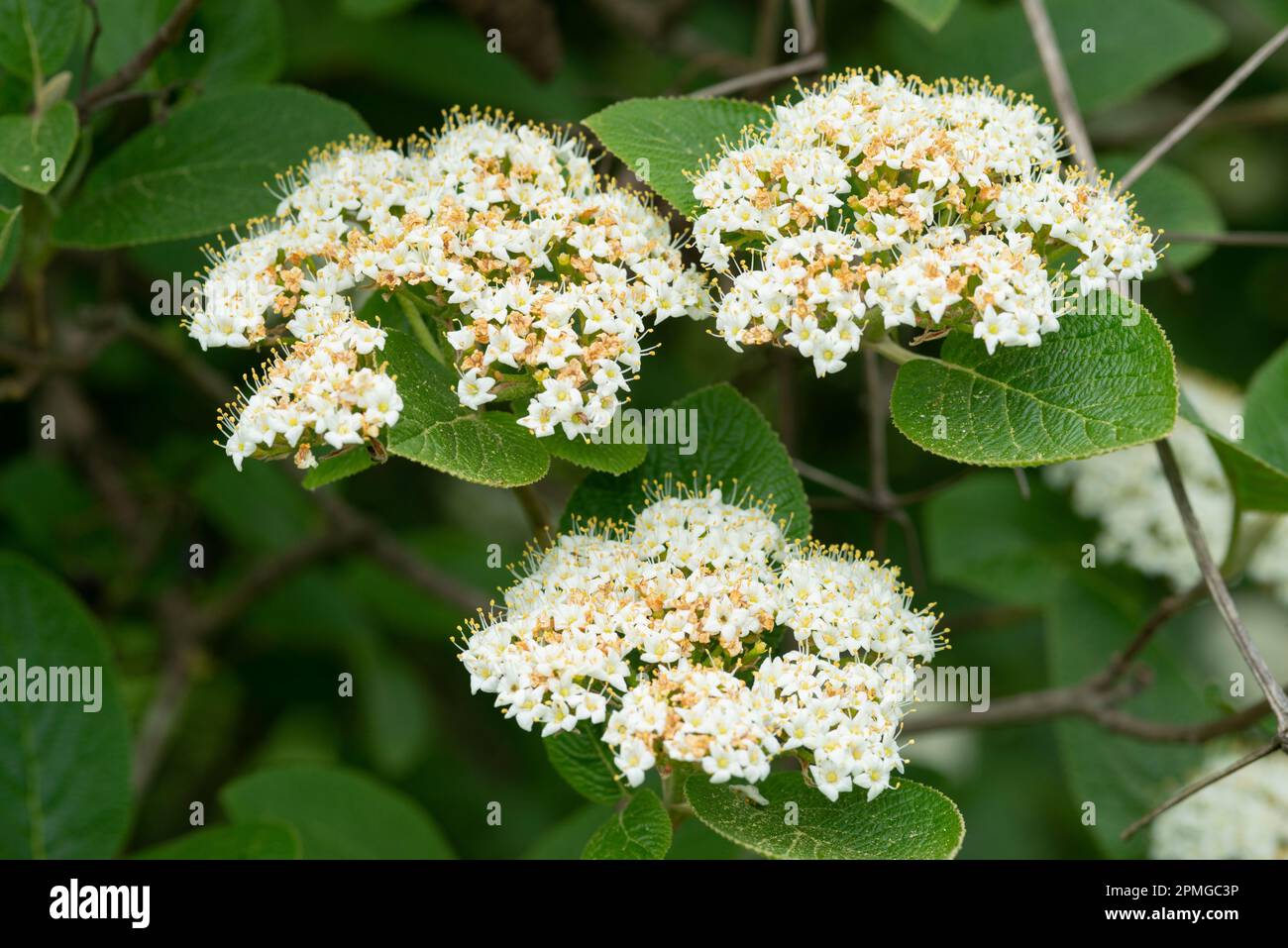 Italy, Lombardy, Wayfaring Tree, Viburnum Lantana, Flowers Stock Photo ...