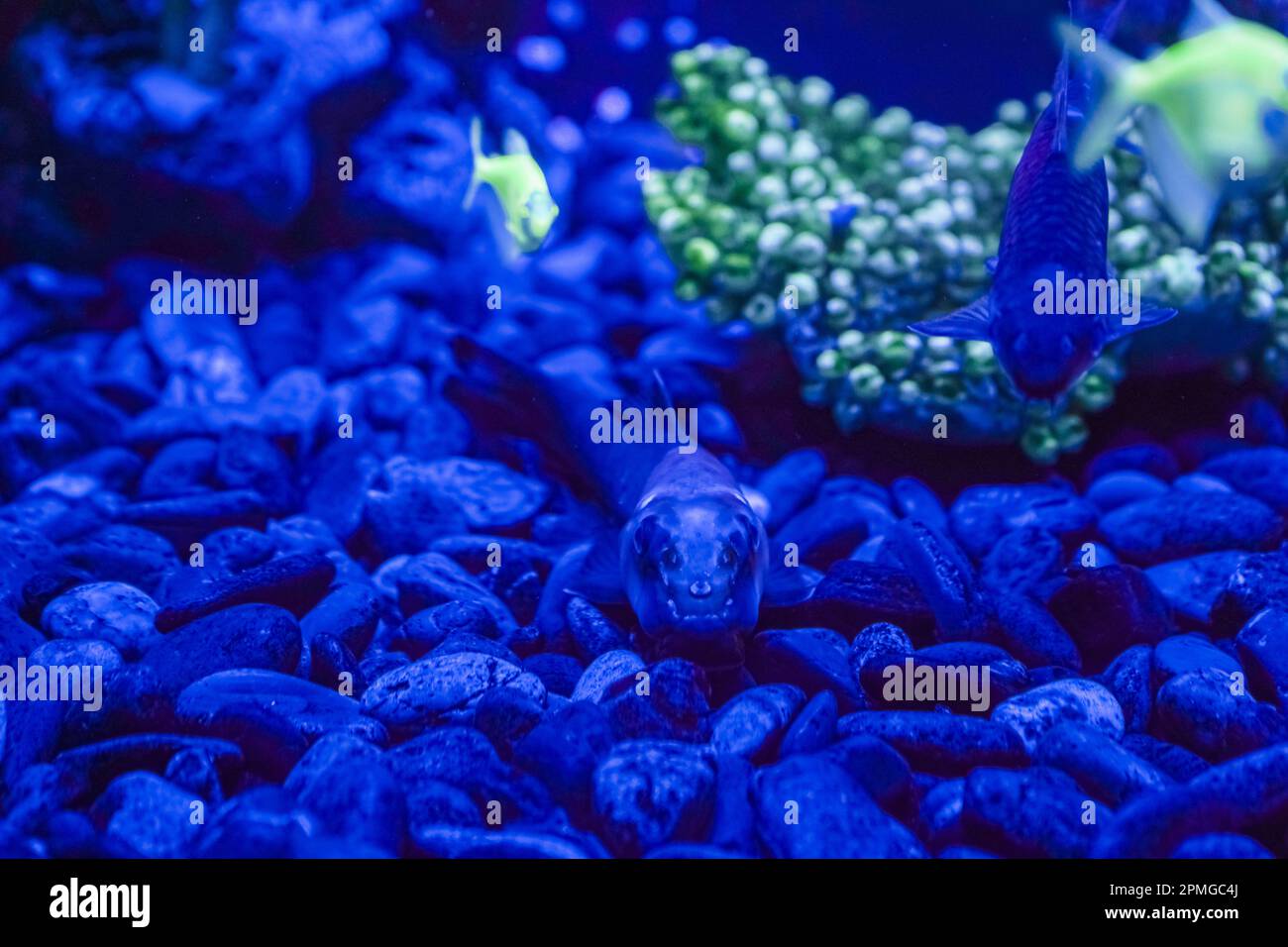 A flock of beautiful neon glowing fish in a dark aquarium with neon ...