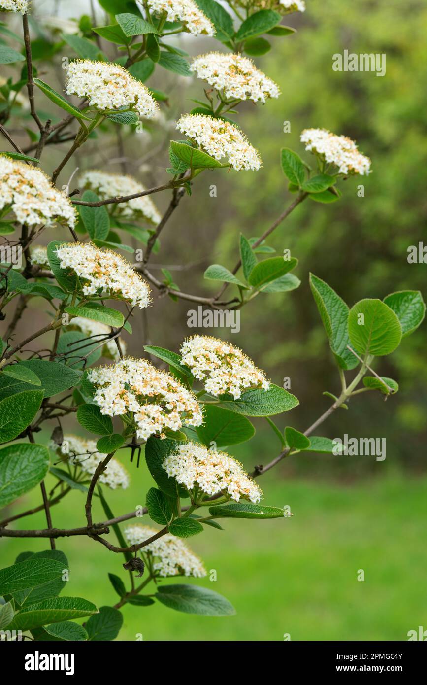 Italy, Lombardy, Wayfaring Tree, Viburnum Lantana, Flowers Stock Photo ...