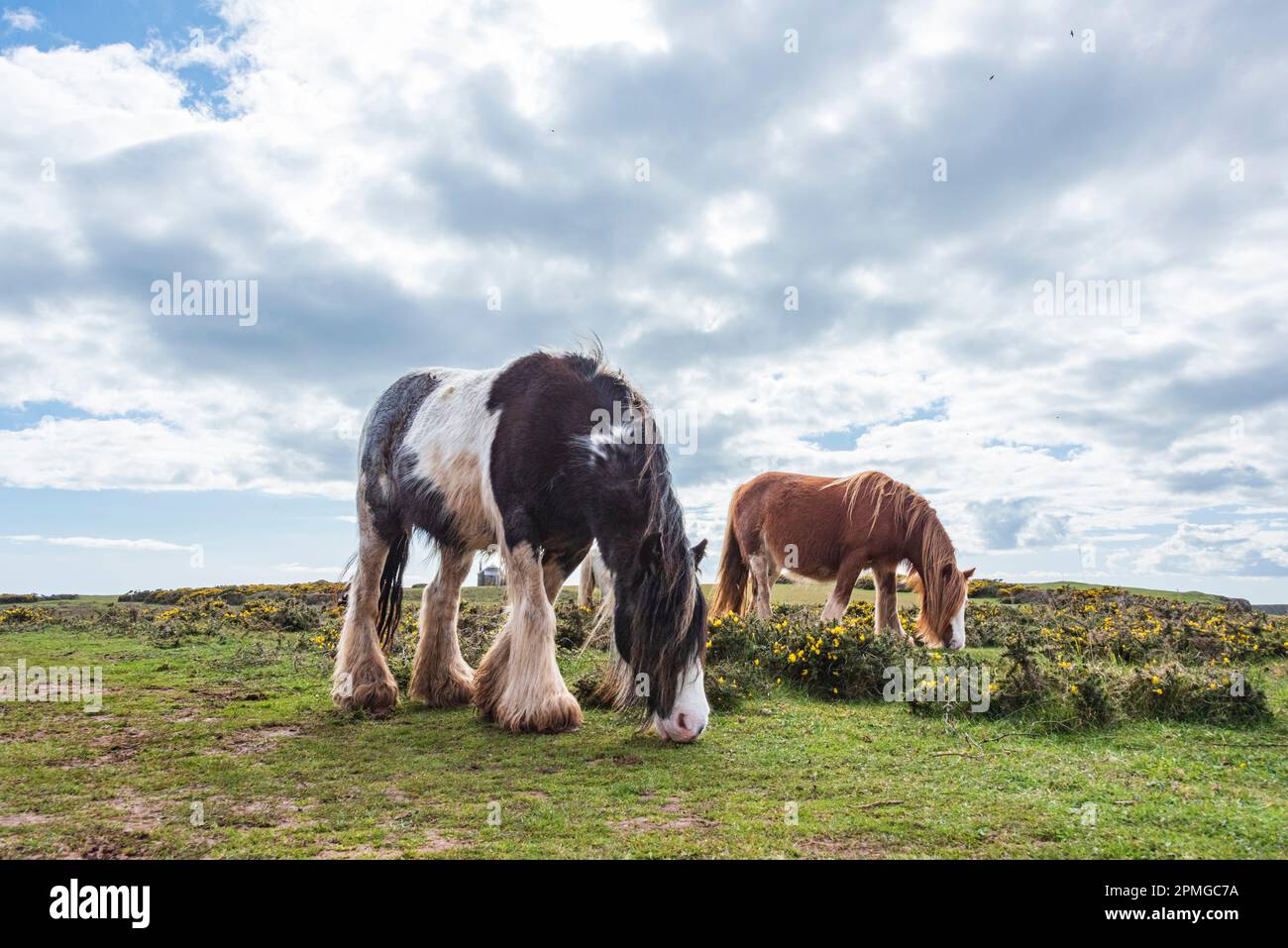 Gower Ponies on a bright Spring day: Phillip Roberts Stock Photo - Alamy
