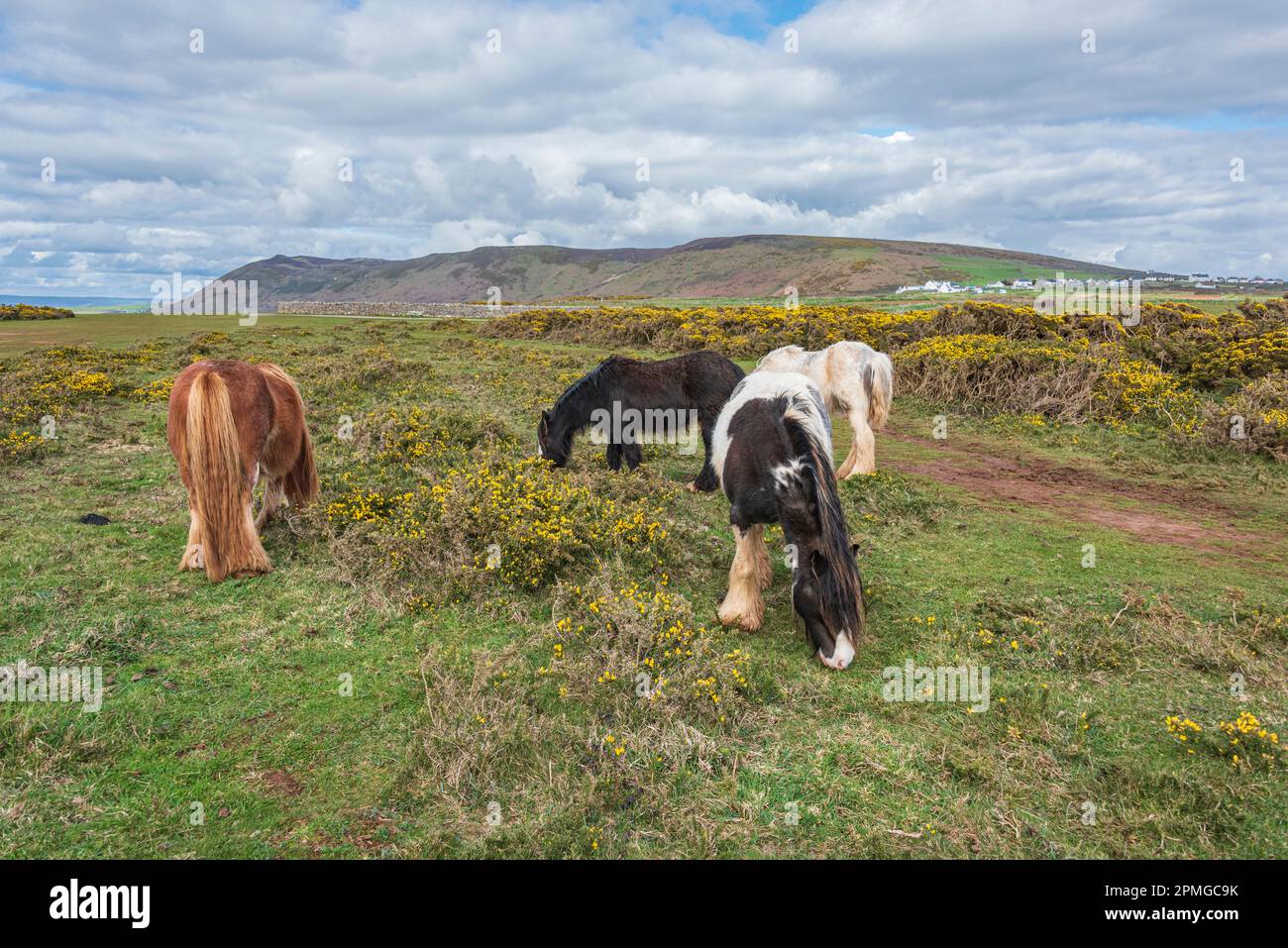 Gower Ponies on a bright Spring day: Phillip Roberts Stock Photo - Alamy