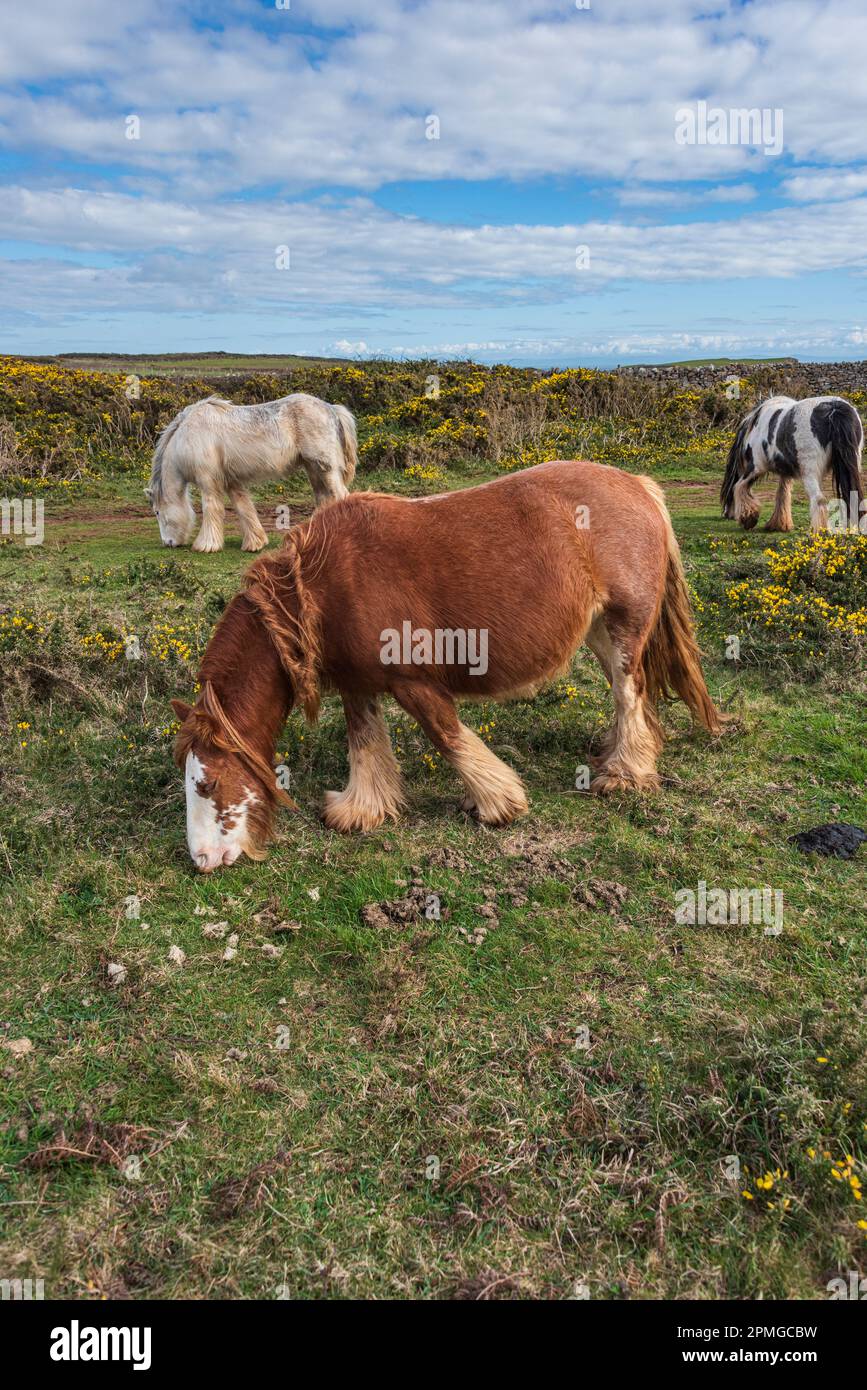 Gower Ponies on a bright Spring day: Phillip Roberts Stock Photo - Alamy
