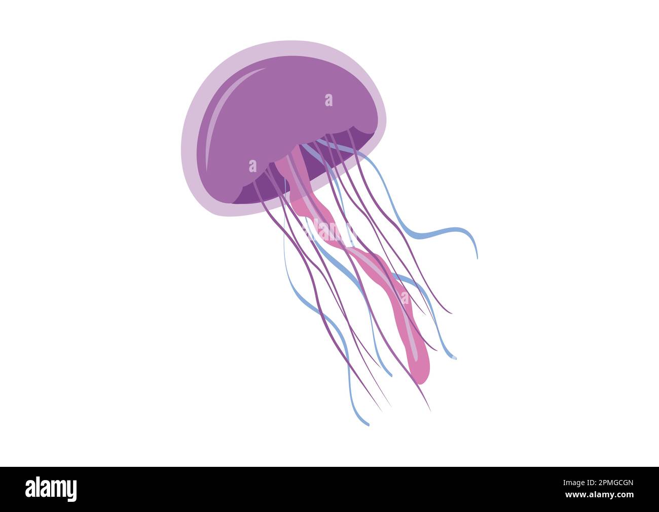 Cartoon jellyfish in flat style. Vector illustration of jellyfish isolated on white background ...
