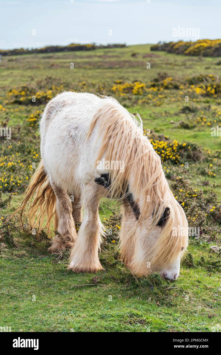 Gower Ponies on a bright Spring day: Phillip Roberts Stock Photo - Alamy