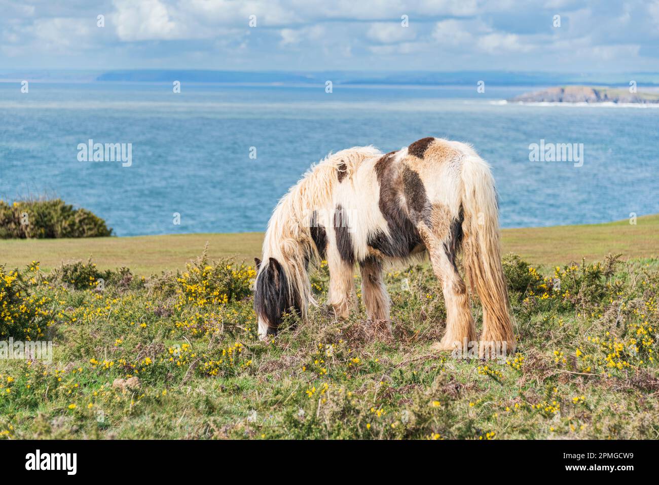 Gower Ponies on a bright Spring day: Phillip Roberts Stock Photo - Alamy