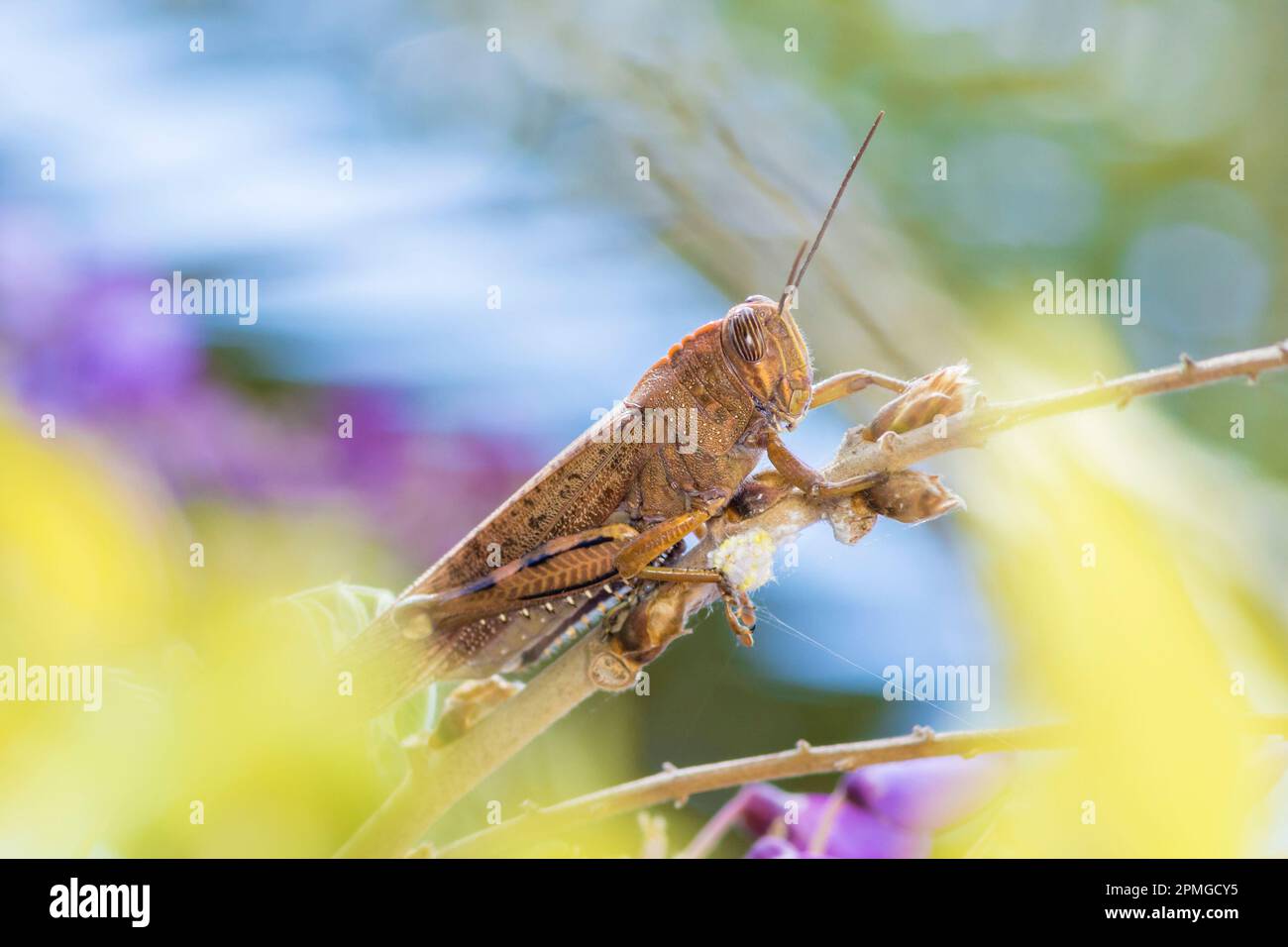 Egyptian bird grasshopper hi-res stock photography and images - Alamy