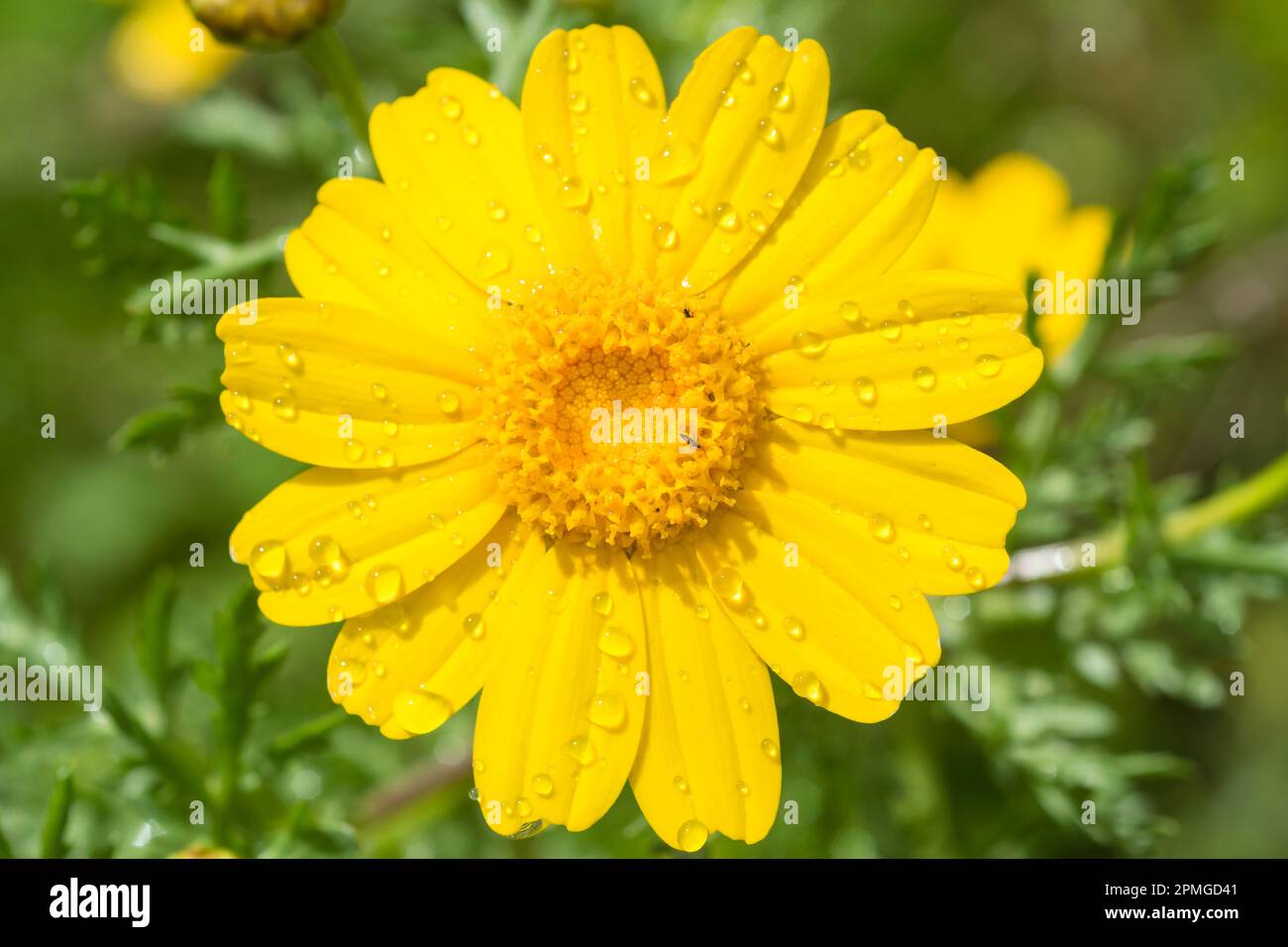 Corn marigold yellow flower, Glebionis Segetum Stock Photo - Alamy