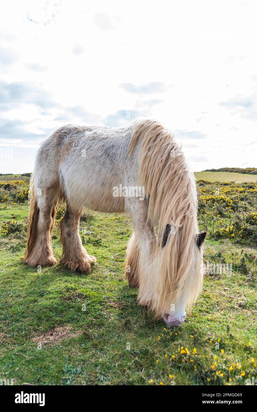 Gower peninsula horses hi-res stock photography and images - Alamy