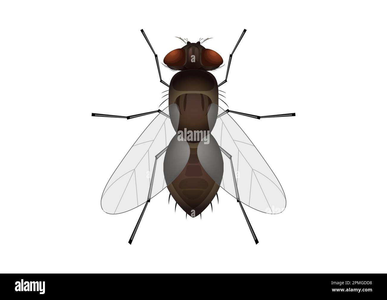 Clipart fly isolated on white background. Vector illustration of fly ...