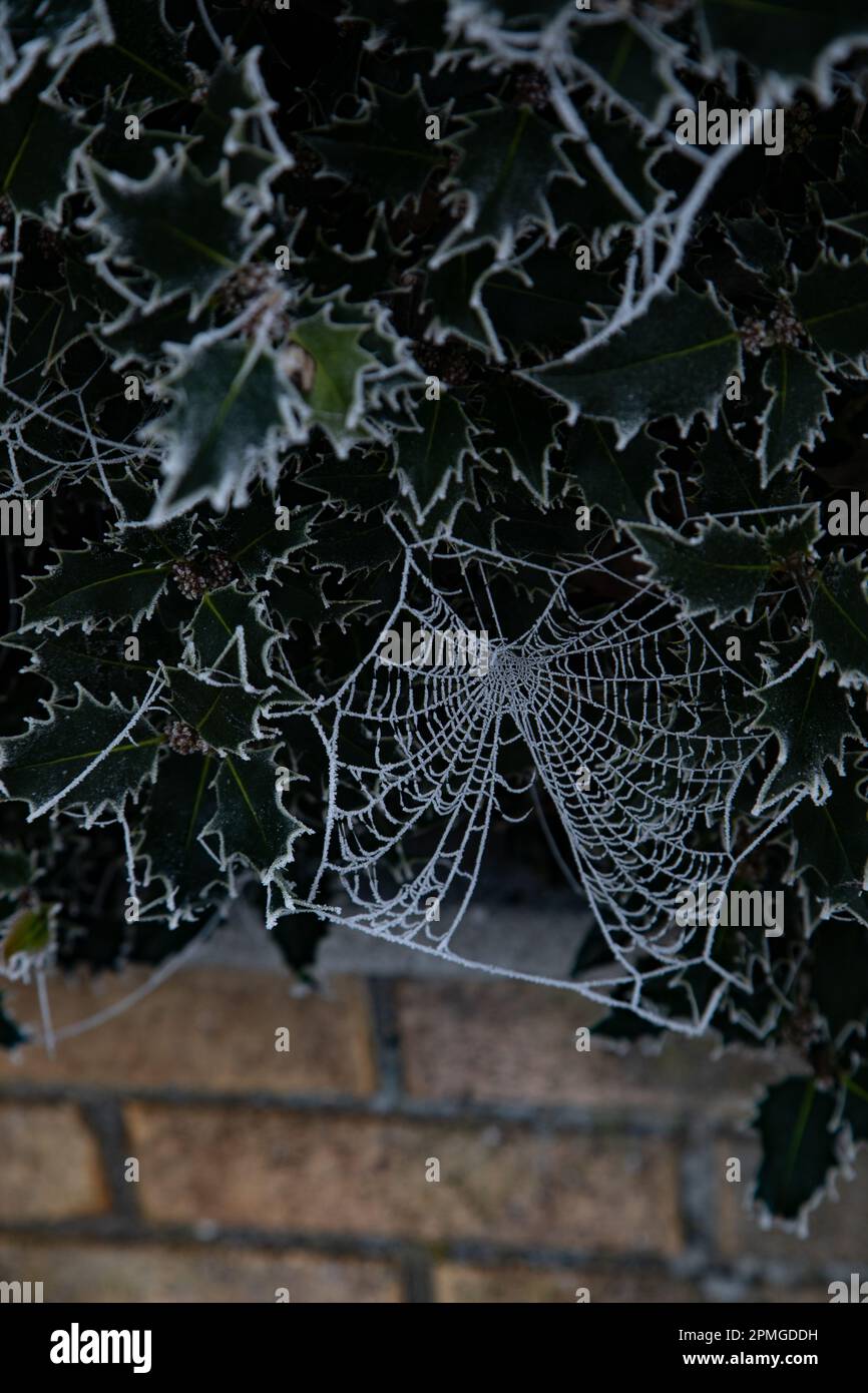 Ice on a spider's web with icy holly behind Stock Photo - Alamy