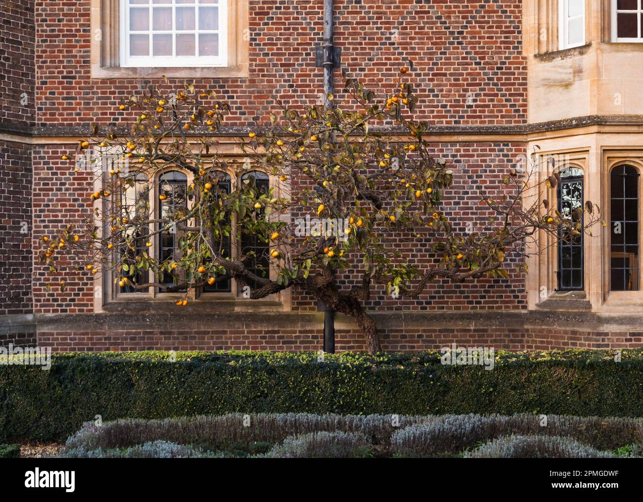 Tudor royal family tree hi-res stock photography and images - Alamy