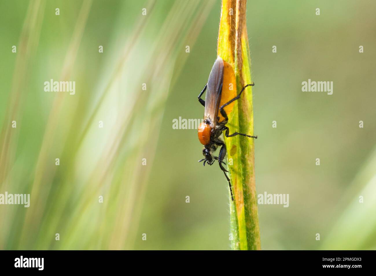 Female marchfly on a leaf, Bibio Hortulanus, garden march fly Stock ...