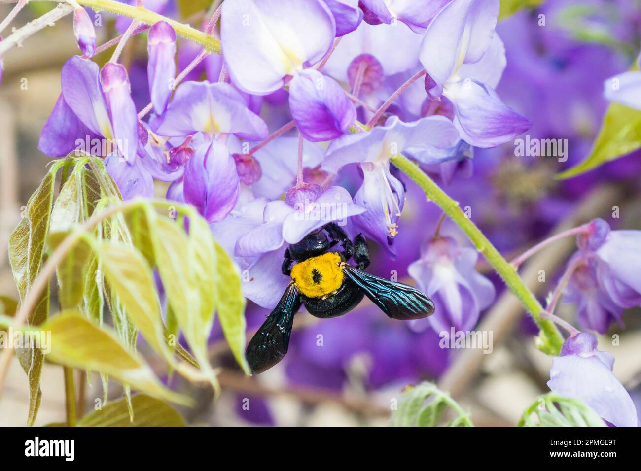 Female Pubescent carpenter bee, Xylocopa Pubescens, foraging on purple ...