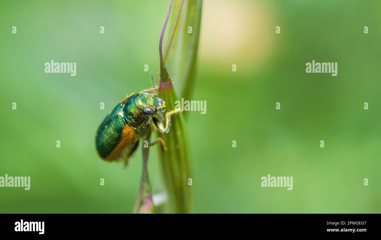 Case-bearing leaf beetle, Smaragdina Limbata Stock Photo - Alamy