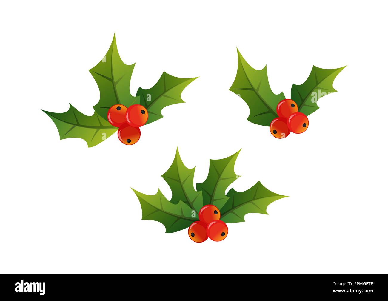 Christmas Holly Decoration Design Vector Stock Vector Image & Art - Alamy