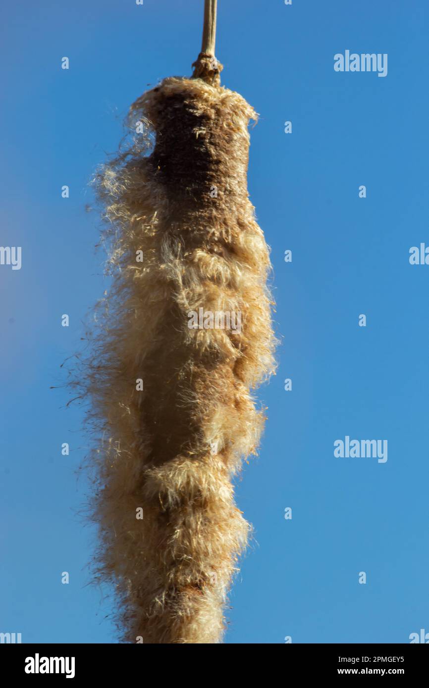 Cattails bulrush Typha latifolia beside river. Closeup of blooming ...