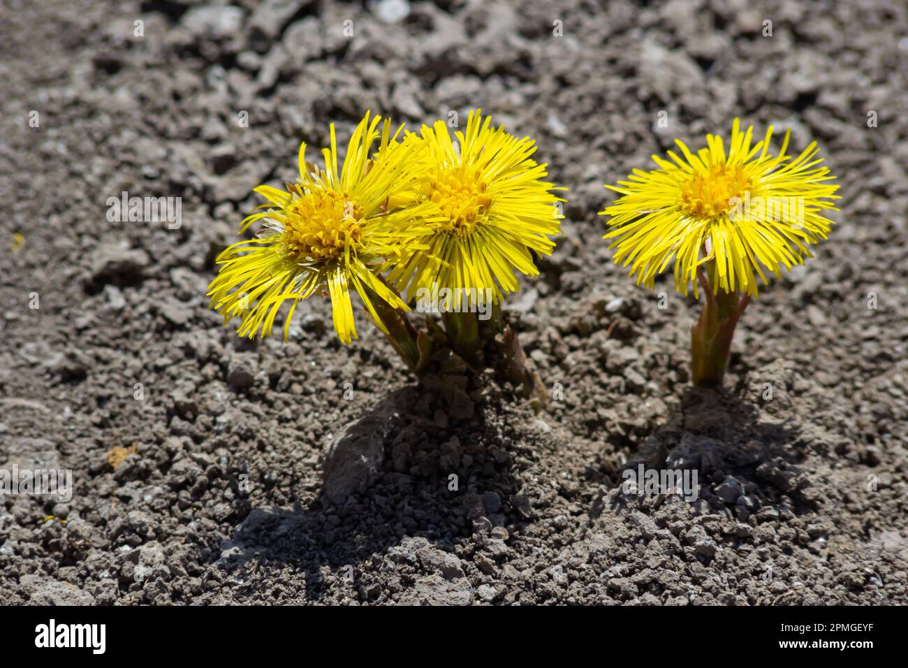 Tussilago farfara, commonly known as coltsfoot is a plant in the ...