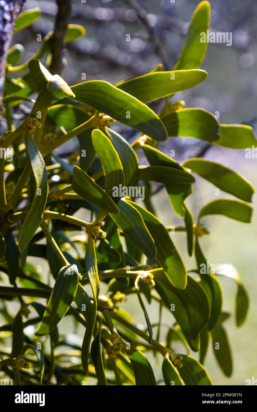 green branches of white mistletoe close-up, Viscum album, Santalaceae ...