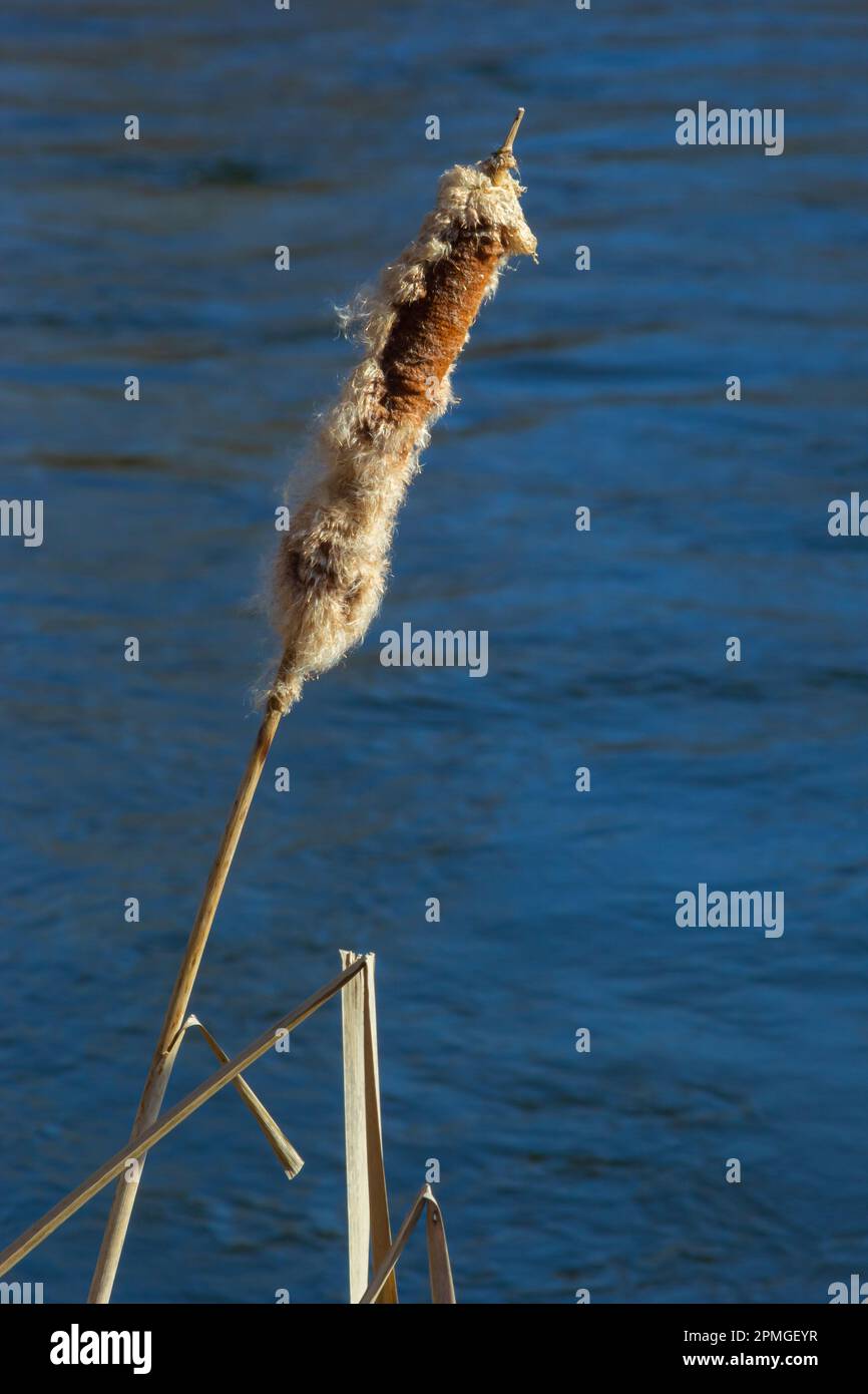 Cattails bulrush Typha latifolia beside river. Closeup of blooming ...