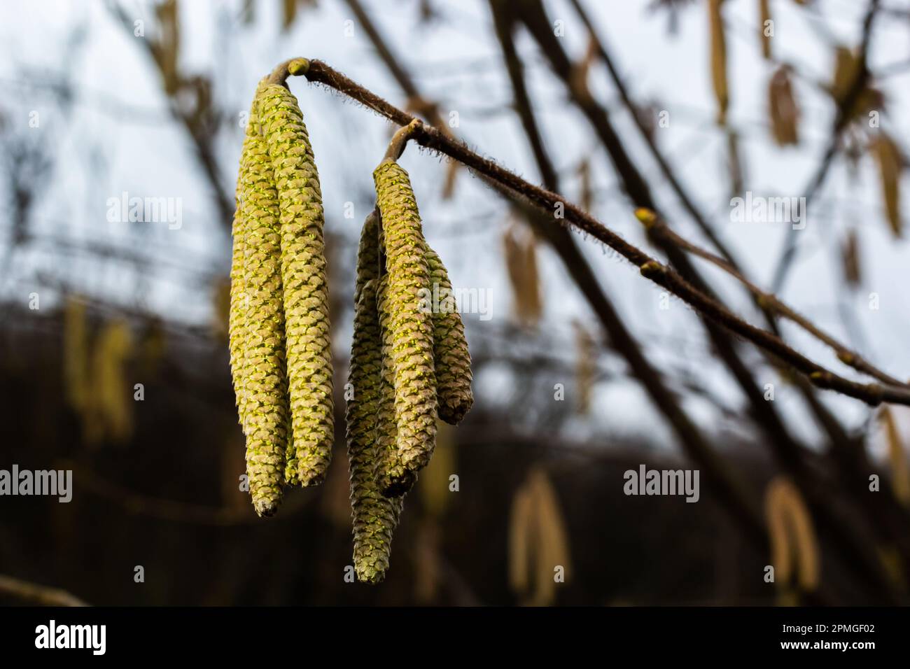 Common hazel Corylus avellana, in the spring blooms in the forest Stock ...
