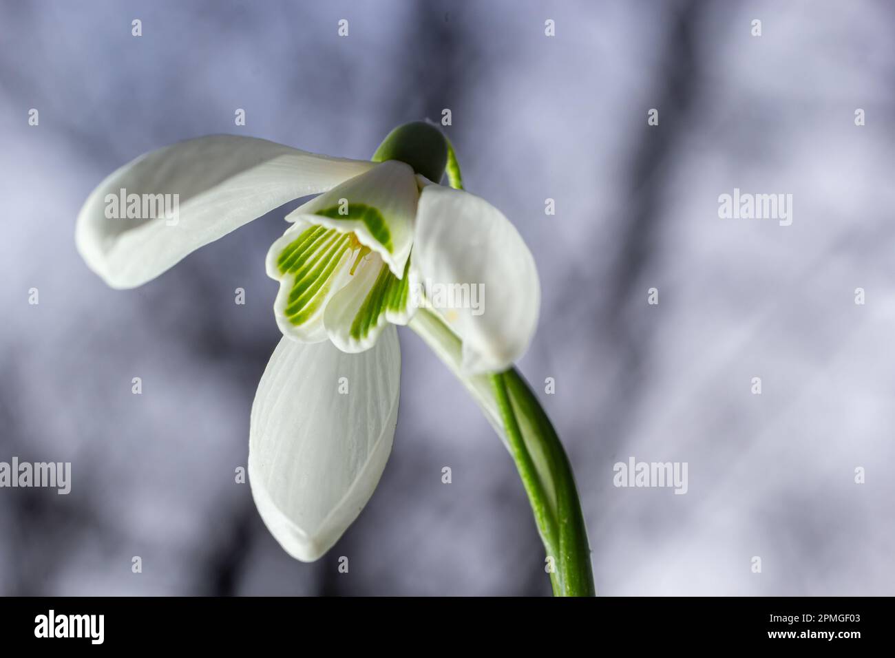White snowdrop flowers close up. Galanthus blossoms illuminated by the ...