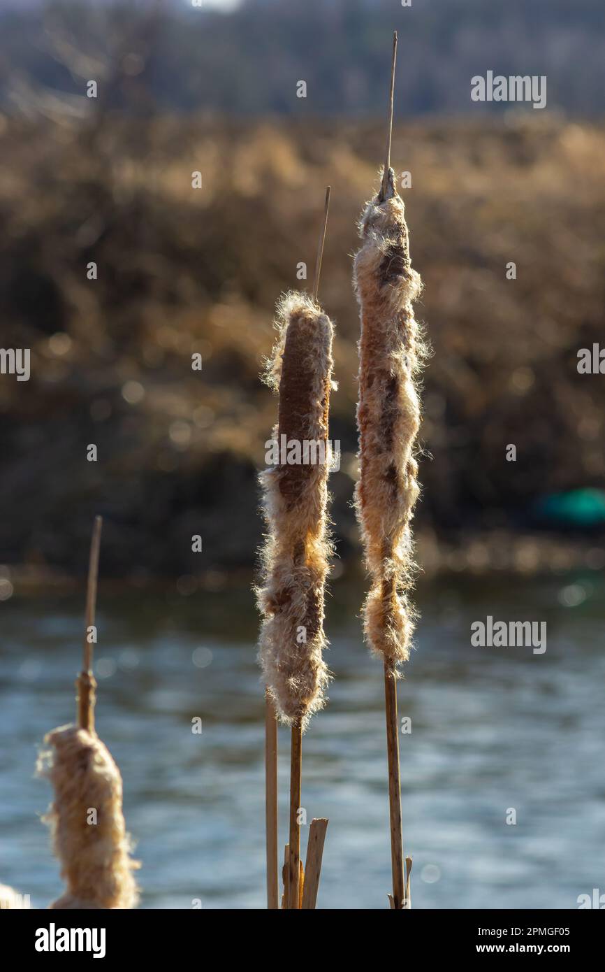 Cattails bulrush Typha latifolia beside river. Closeup of blooming ...