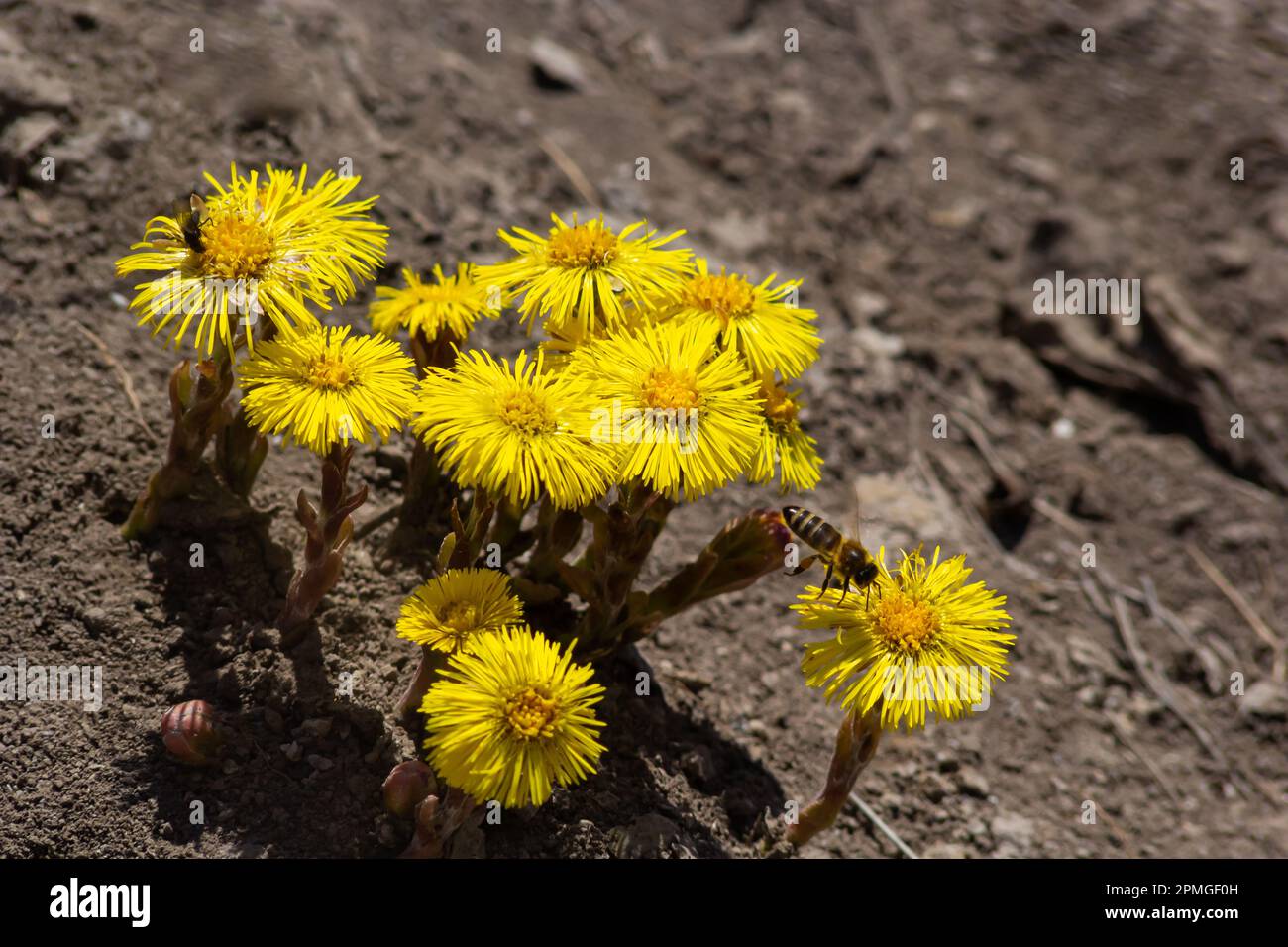 Tussilago farfara, commonly known as coltsfoot is a plant in the ...