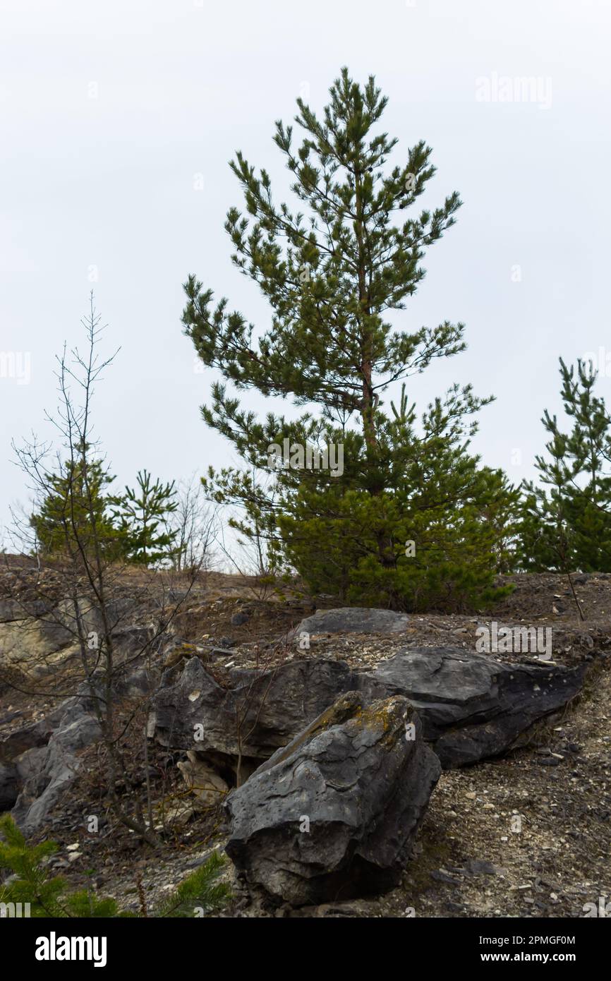 Small pine tree. small green spruce grows on a stone against the ...
