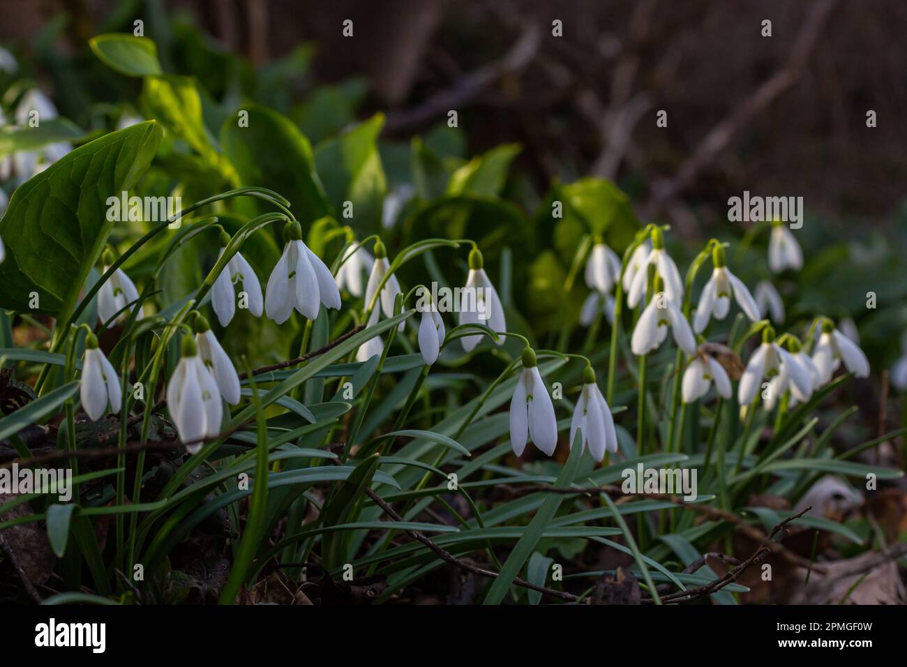 White snowdrop flowers close up. Galanthus blossoms illuminated by the ...