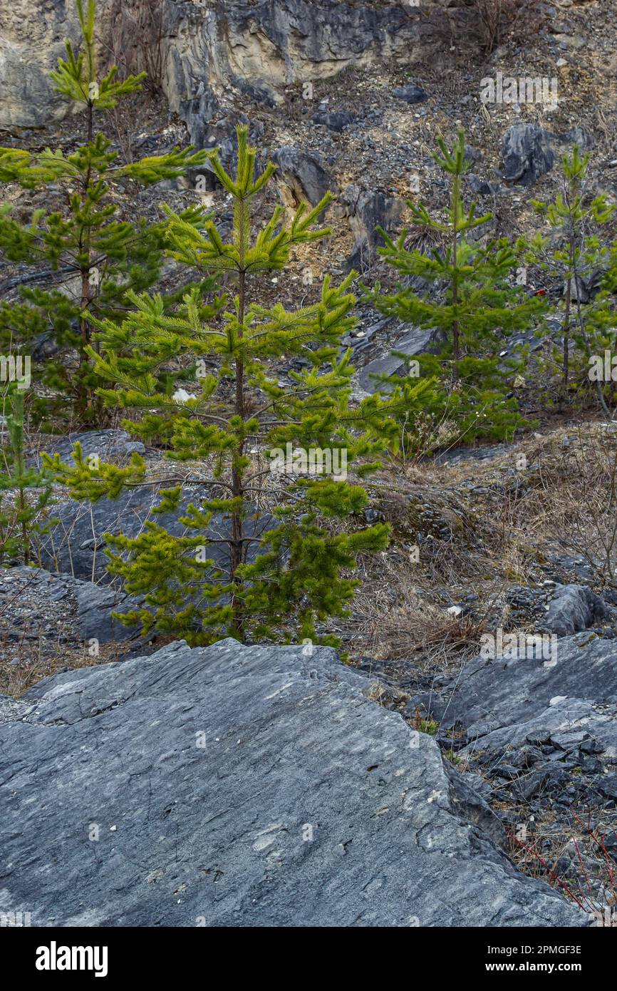 Small pine tree. small green spruce grows on a stone against the ...