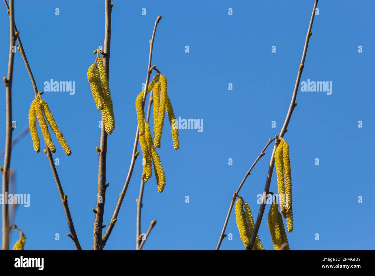 First signs of spring. Hazel, European filbert Corylus avellana opened ...