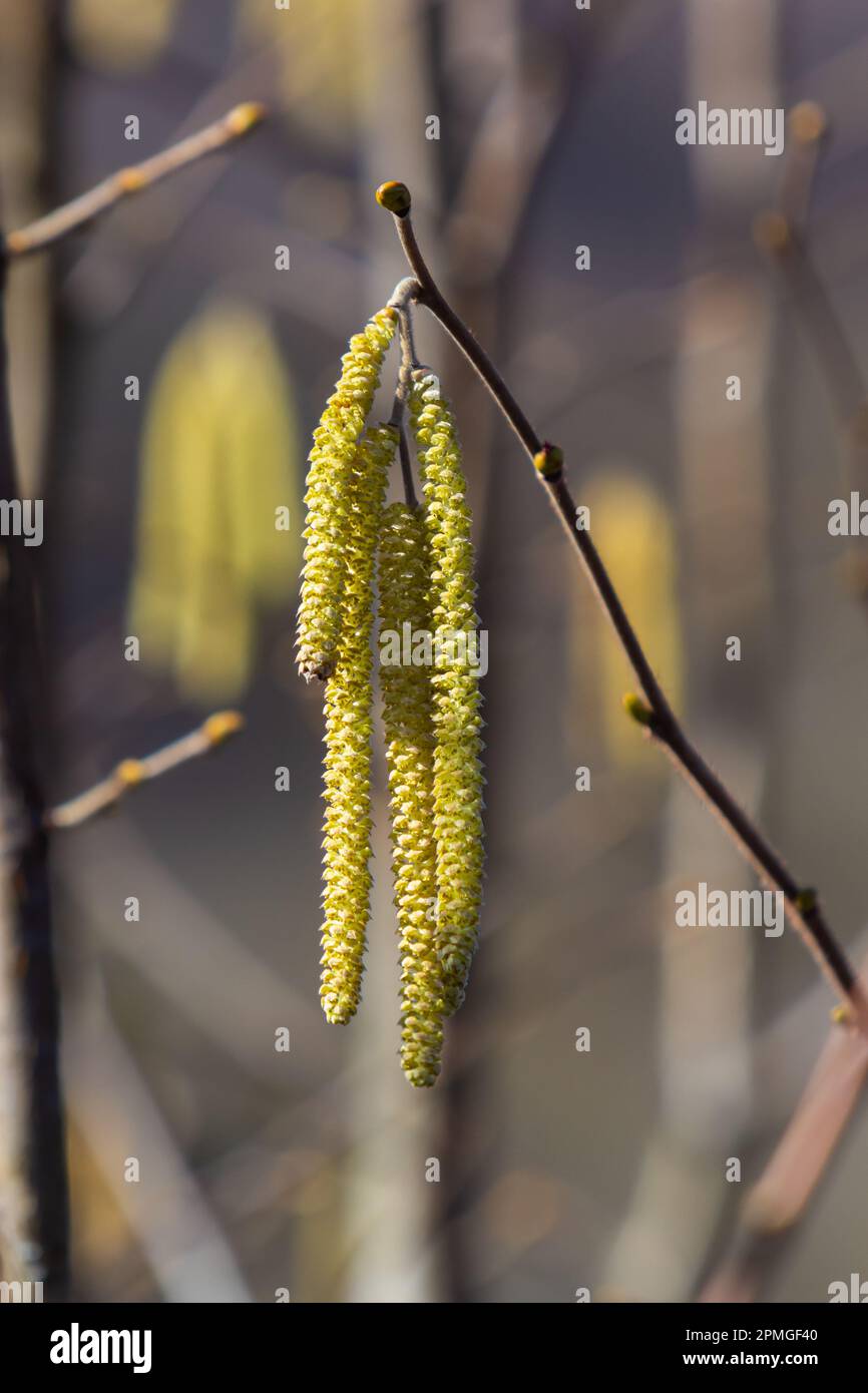First signs of spring. Hazel, European filbert Corylus avellana opened ...