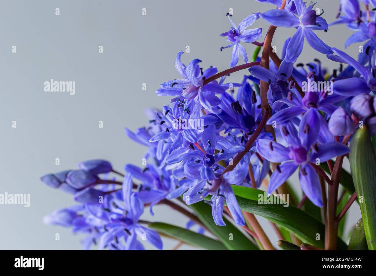 Flower design - floral border made of Scilla bifolia two-leaf squill or ...