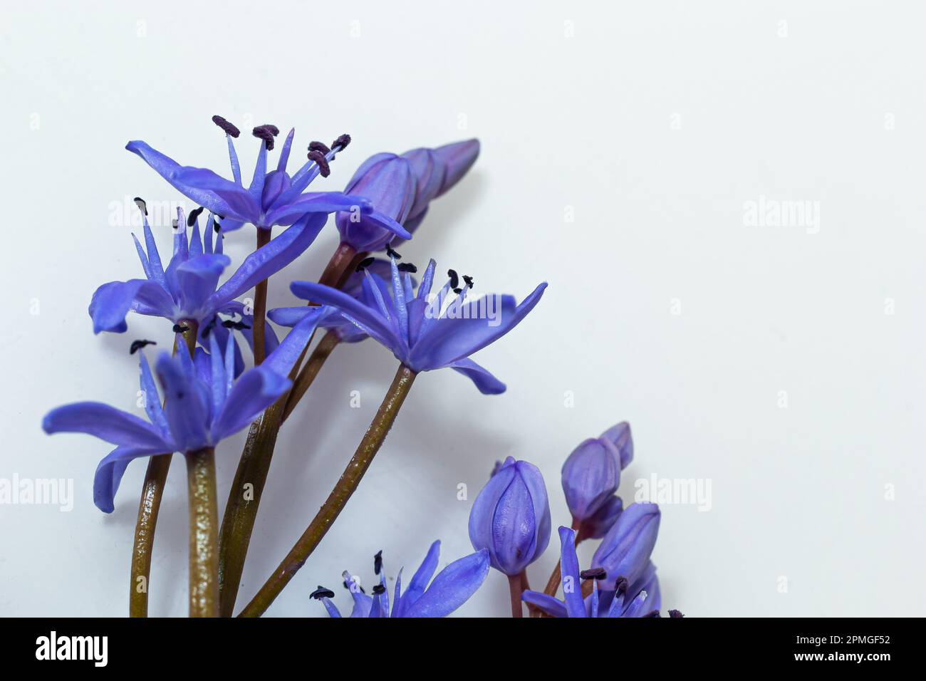 Flower design - floral border made of Scilla bifolia two-leaf squill or ...