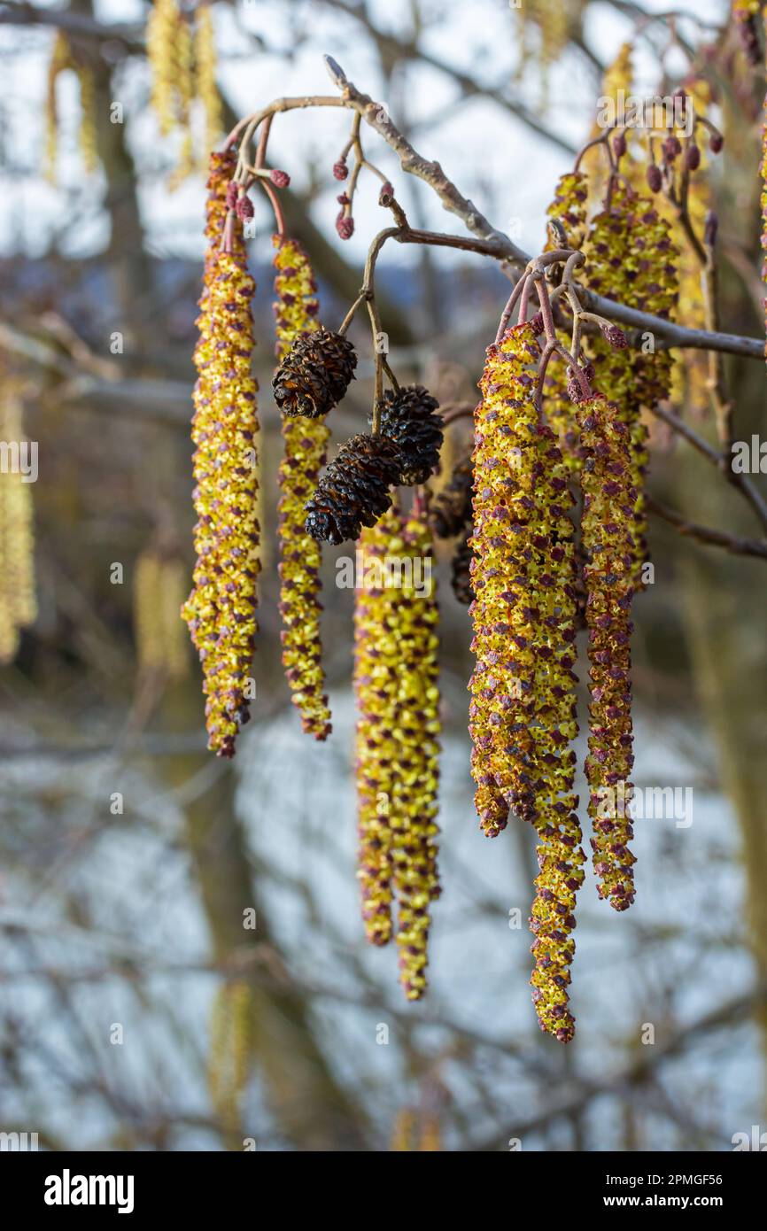Small branch of black alder Alnus glutinosa with male catkins and ...