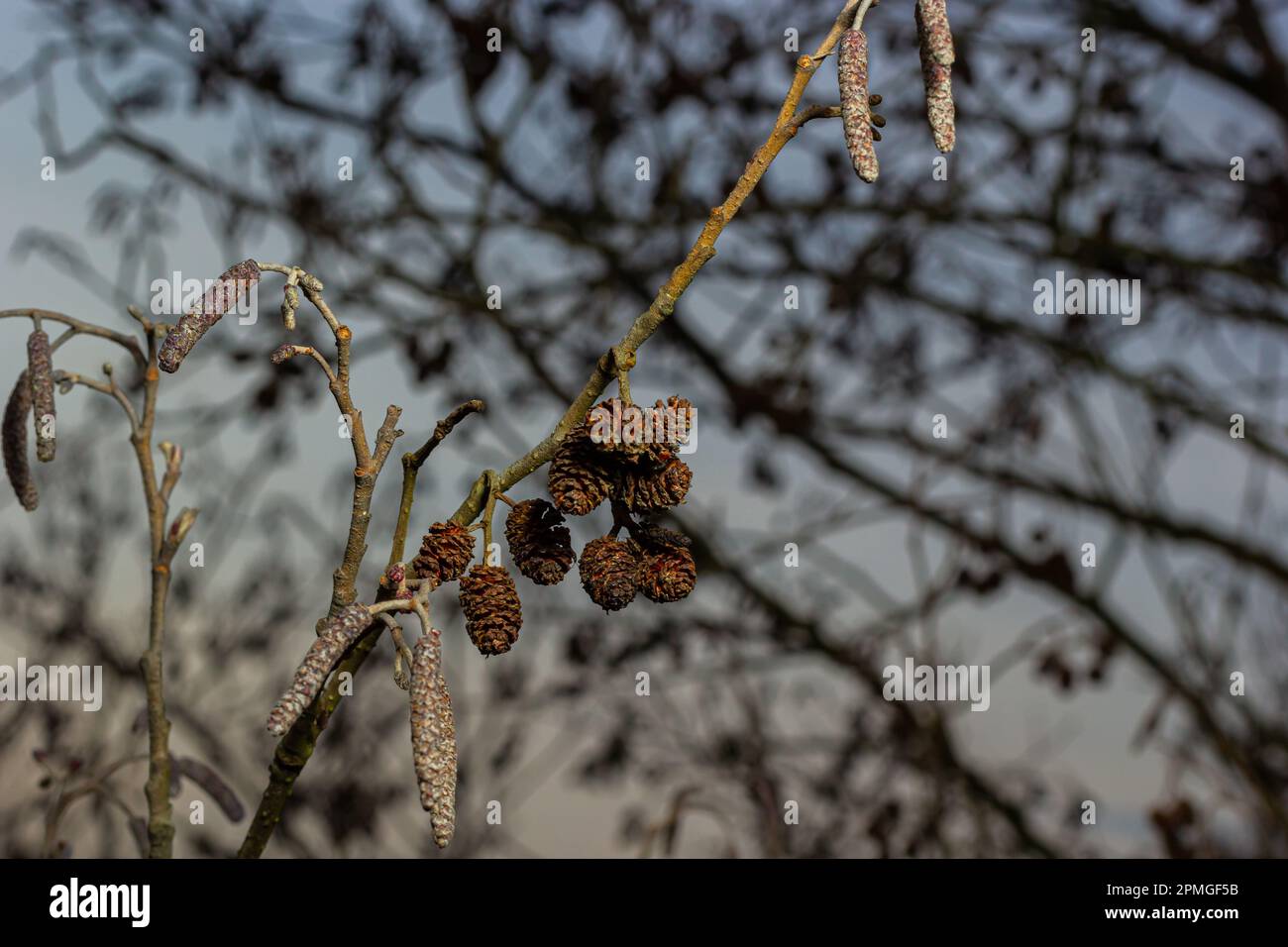 Small branch of black alder Alnus glutinosa with male catkins and ...
