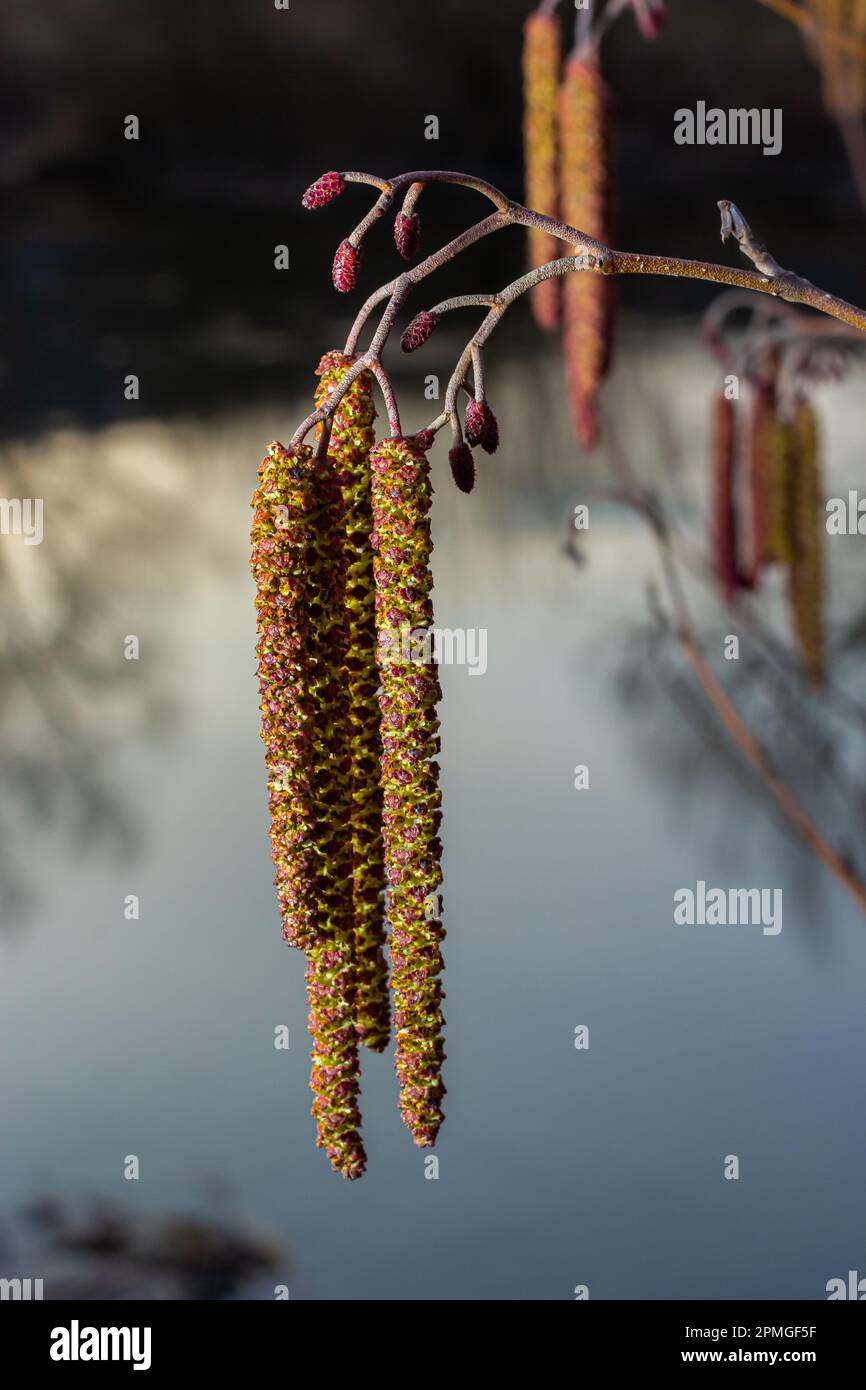 Small branch of black alder Alnus glutinosa with male catkins and ...