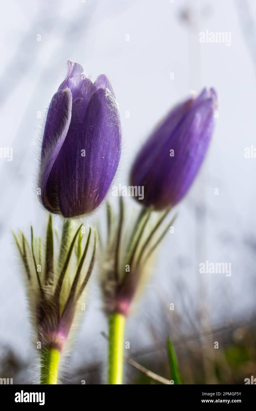 Pulsatilla slavica. Spring flower in the forest. A beautiful purple ...
