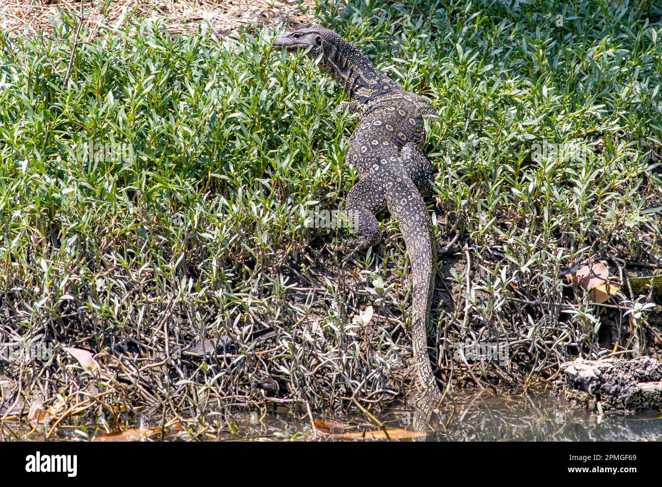 Asian water monitor varan hi-res stock photography and images - Alamy