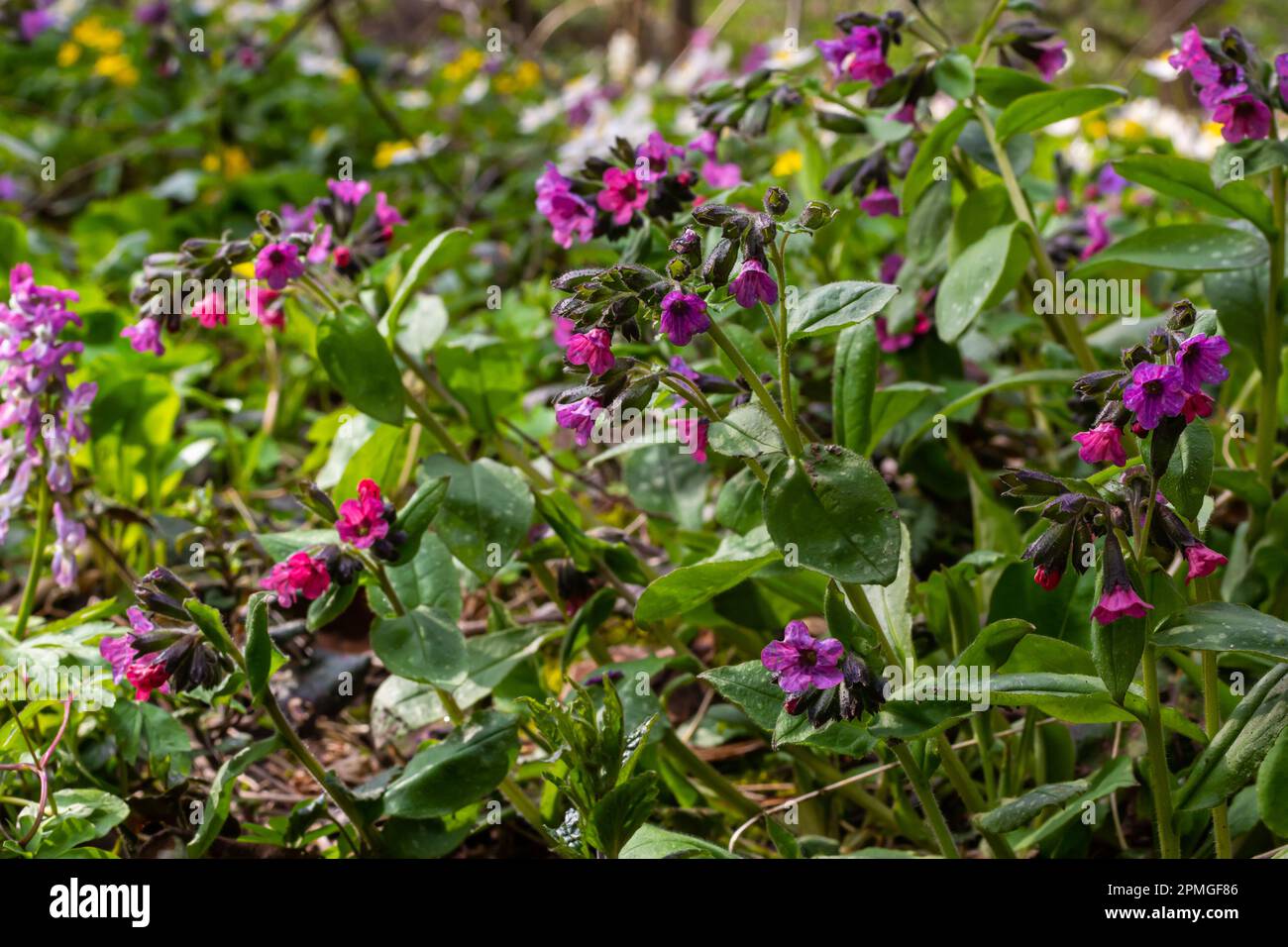 Pulmonaria, lungwort flowers of different shades of violet in one ...