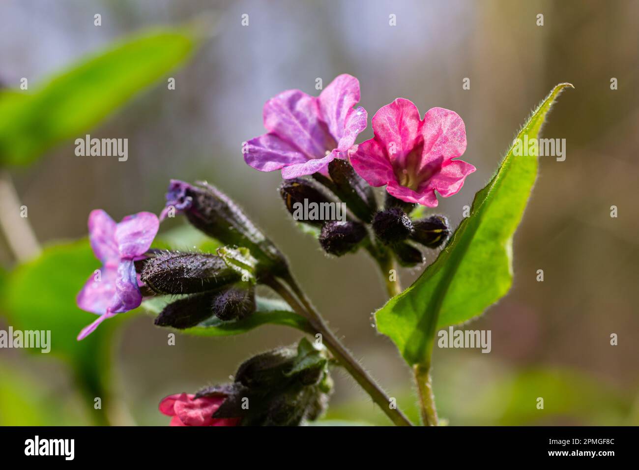 Pulmonaria, lungwort flowers of different shades of violet in one ...