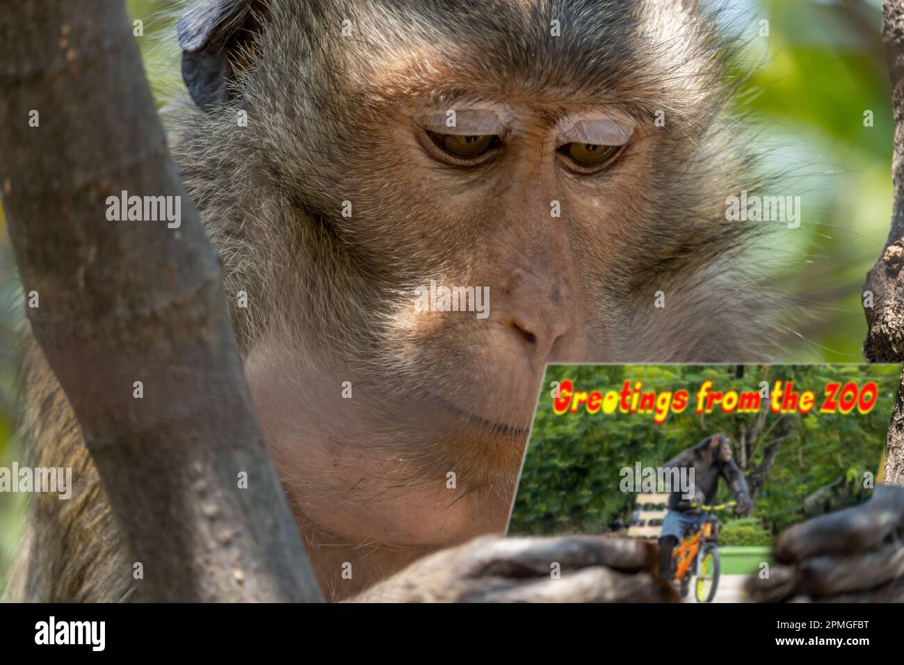 Funny macaque hi-res stock photography and images - Alamy