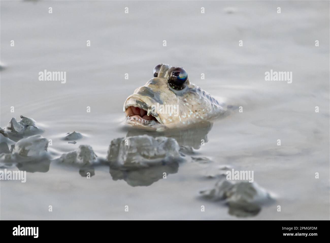 Mudskipper sea fish out water hi-res stock photography and images - Alamy