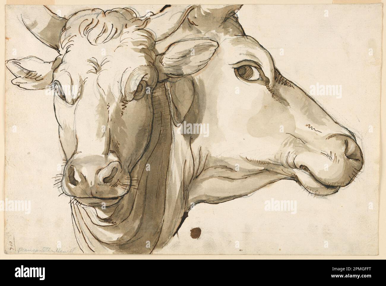 Study of a cow hi-res stock photography and images - Alamy